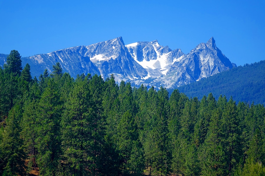 Take A Scenic Drive Into Wildflowers On Lolo Pass This Summer